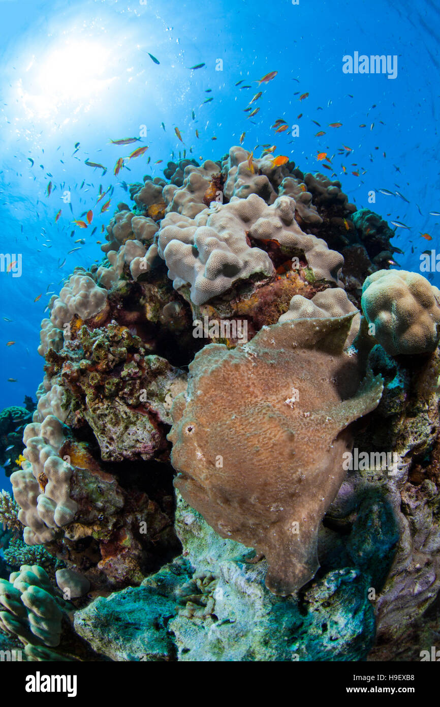Frogfish or Painted Anglerfish (Antennarius Pictus Stock Photo - Alamy