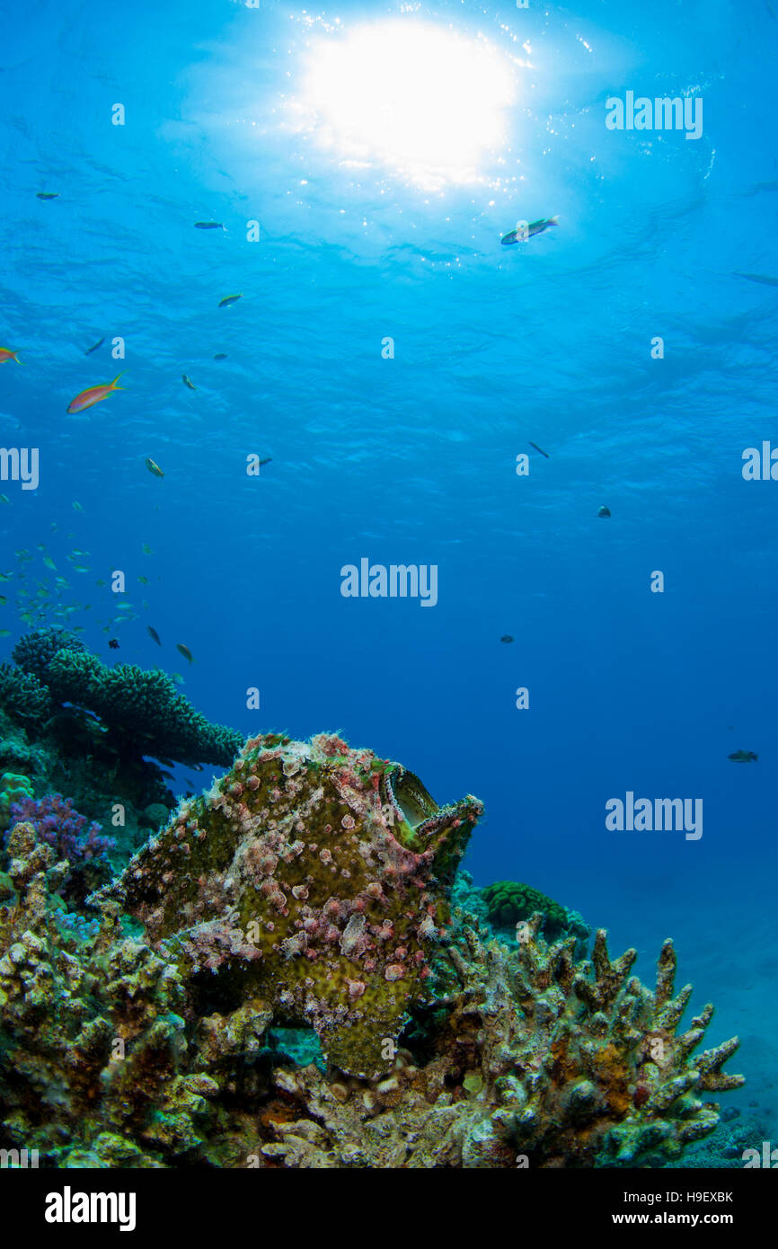 Frogfish or Painted Anglerfish (Antennarius Pictus) Mouth Open Stock ...