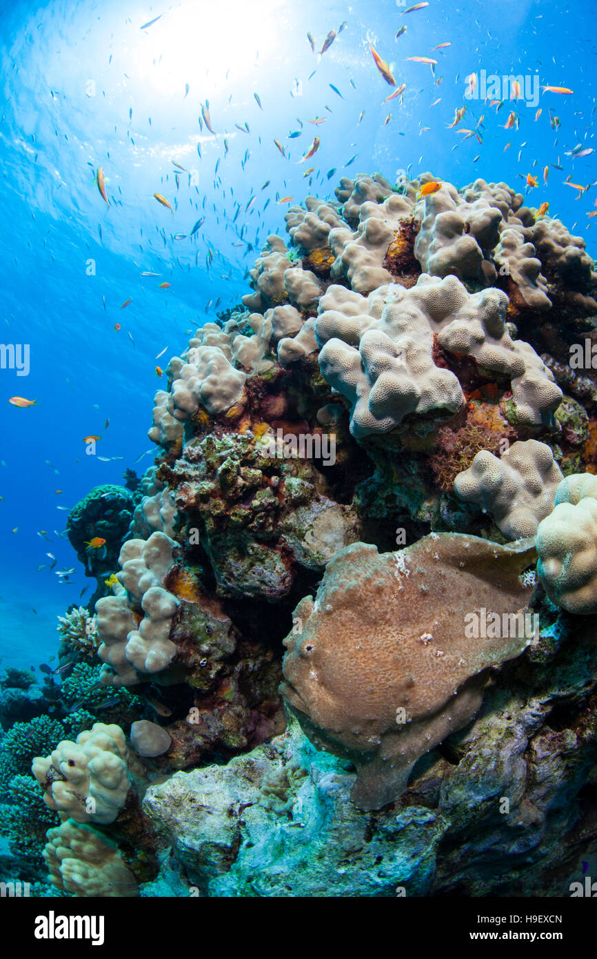 Frogfish or Painted Anglerfish (Antennarius Pictus Stock Photo - Alamy
