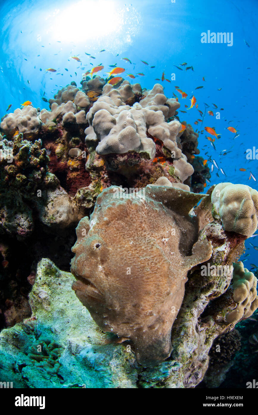 Anglerfish hi-res stock photography and images - Alamy