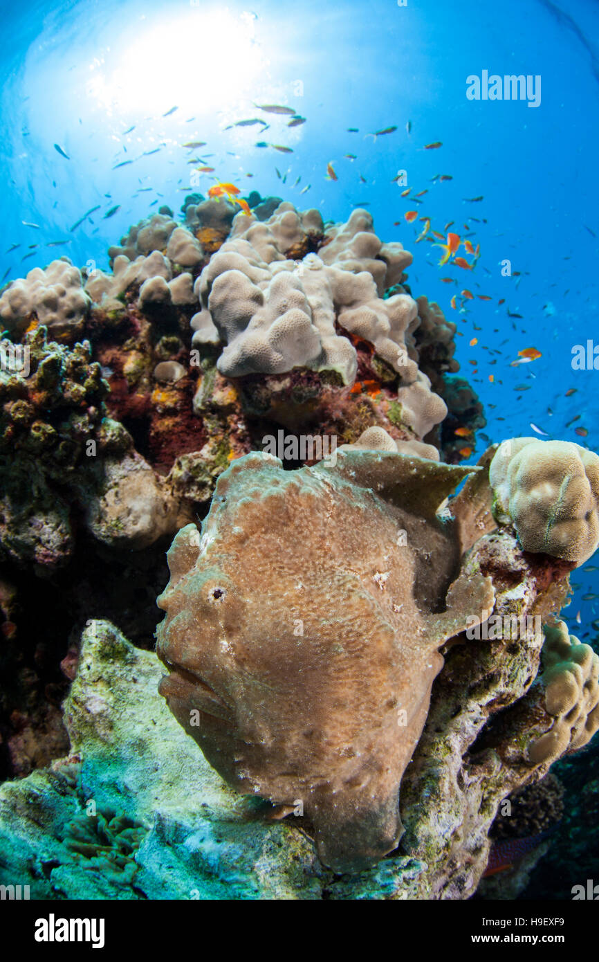 Frogfish or Painted Anglerfish (Antennarius Pictus Stock Photo - Alamy
