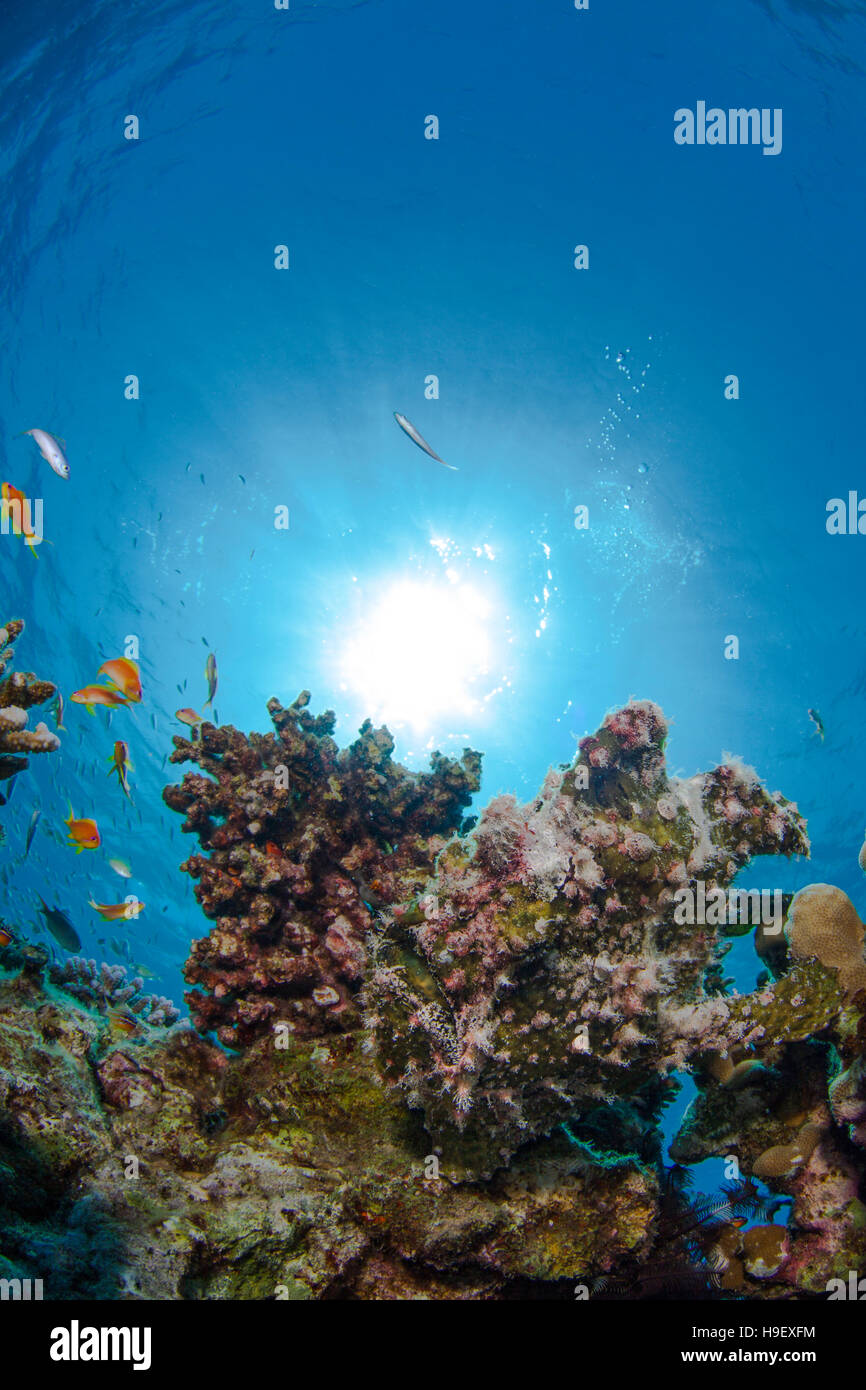 Frogfish or Painted Anglerfish (Antennarius Pictus Stock Photo - Alamy