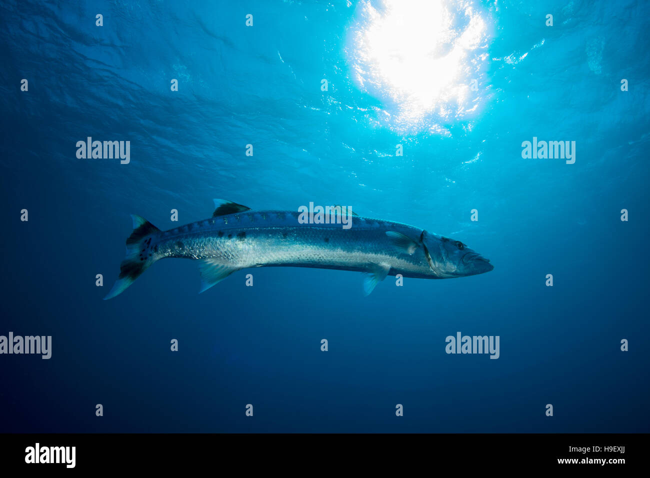Great Barracuda (Sphyraena Barracuda Stock Photo - Alamy