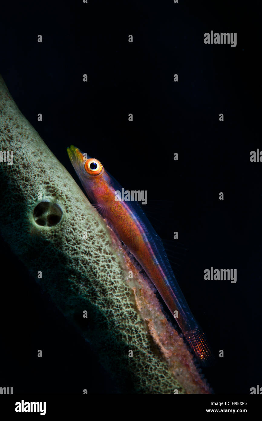 Transparent goby hi-res stock photography and images - Alamy