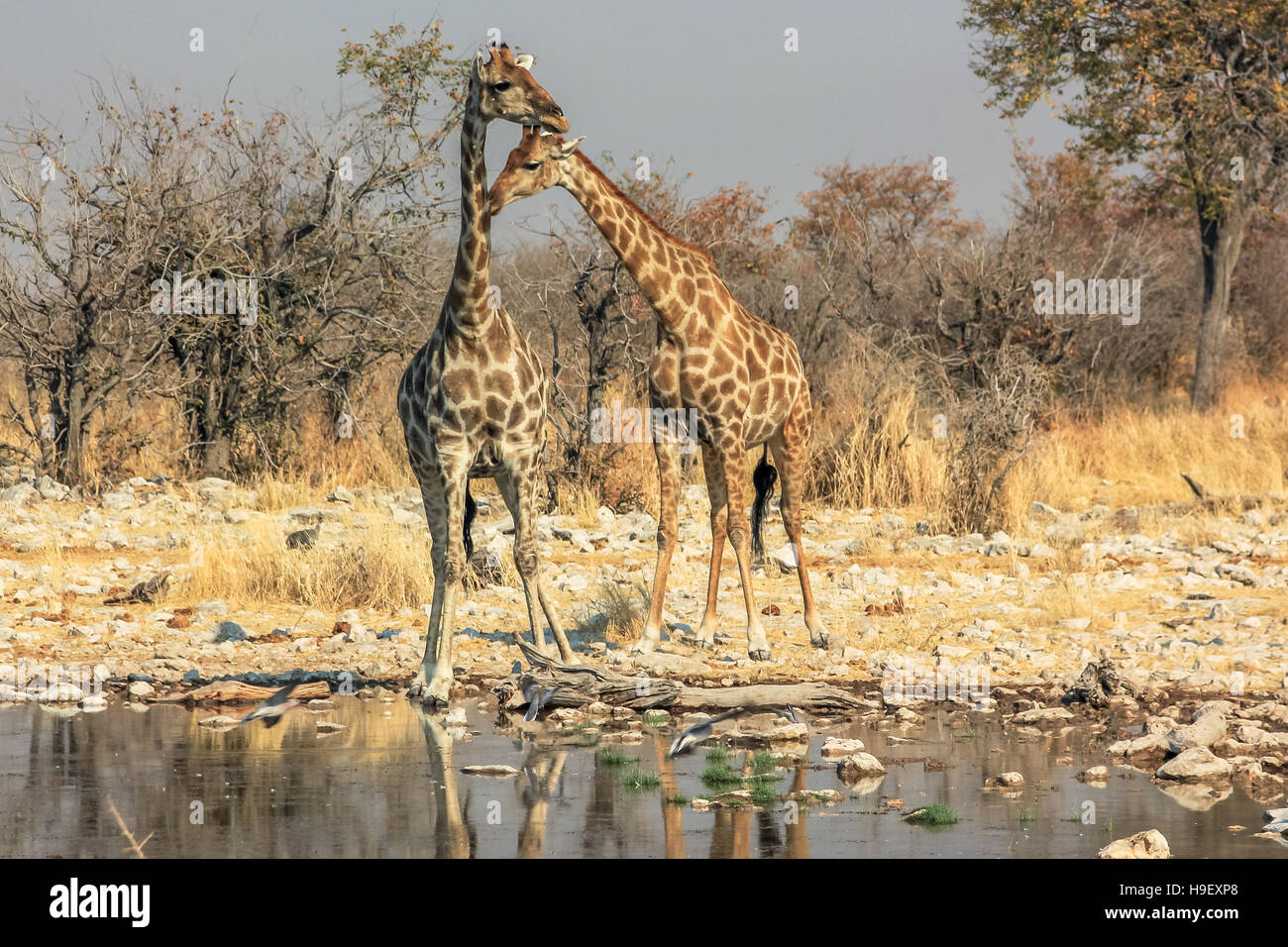 two giraffes at pool Stock Photo - Alamy
