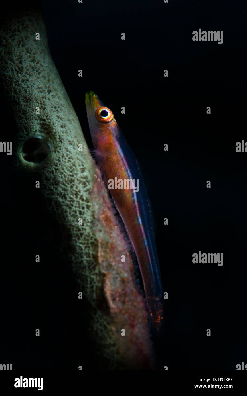 Translucent goby on sponge hi-res stock photography and images - Alamy