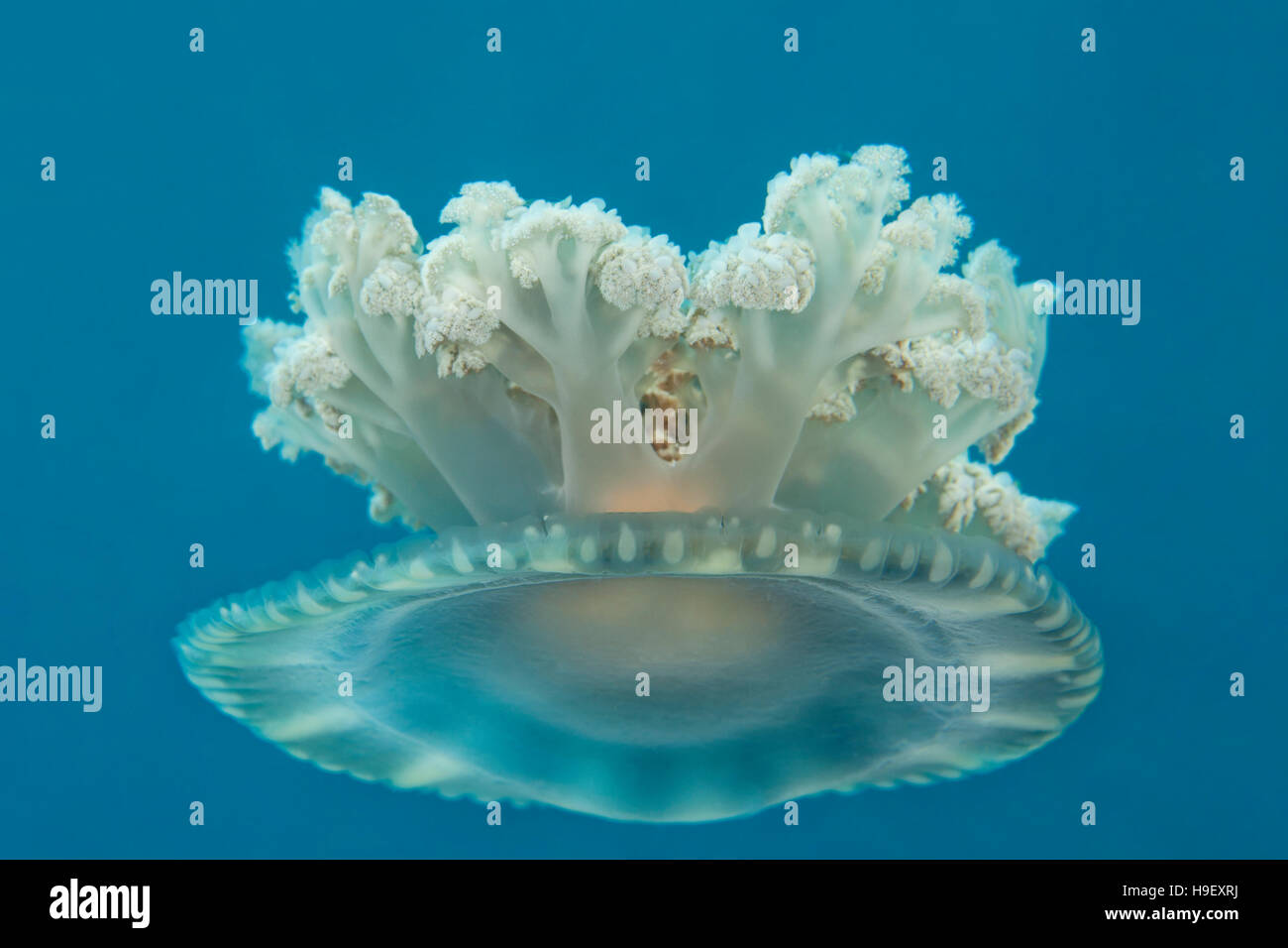 Upside Down Jelly Fish (Cassiopea Andromeda Stock Photo - Alamy