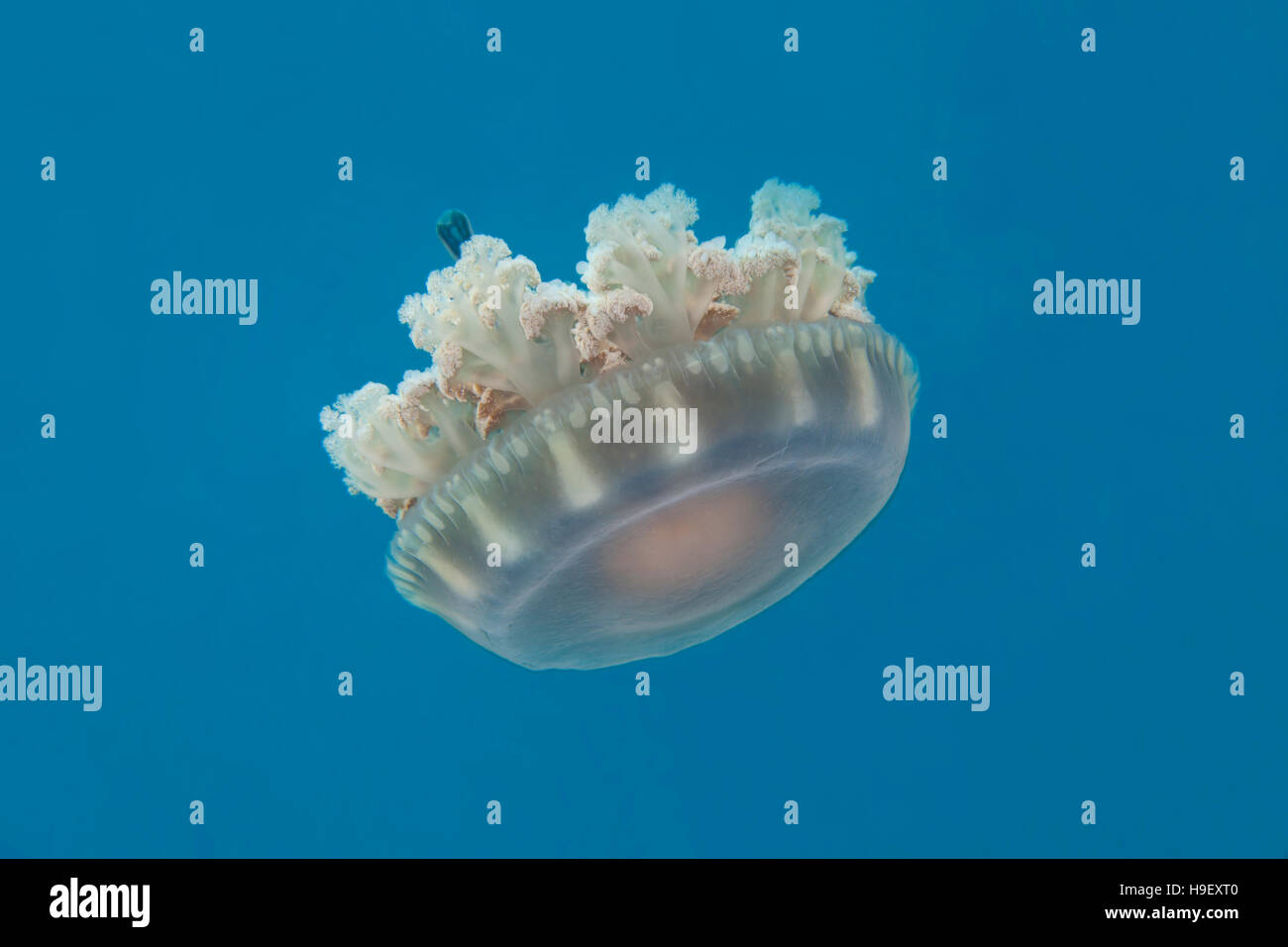 Upside Down Jelly Fish (Cassiopea Andromeda Stock Photo - Alamy