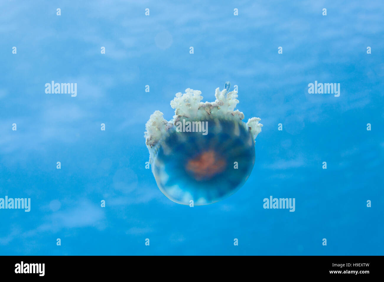 Upside Down Jelly Fish (Cassiopea Andromeda Stock Photo - Alamy