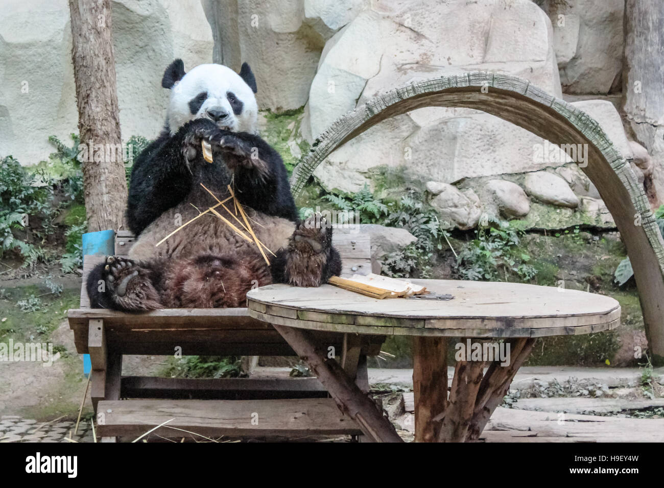 Giant Panda eating Stock Photo - Alamy