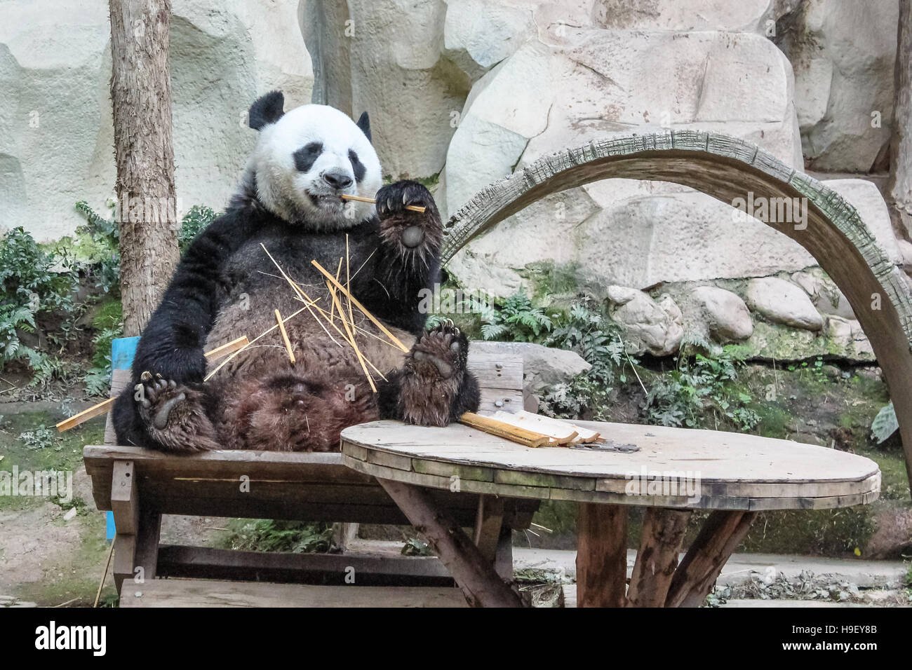 Giant Panda eating bamboo Stock Photo - Alamy