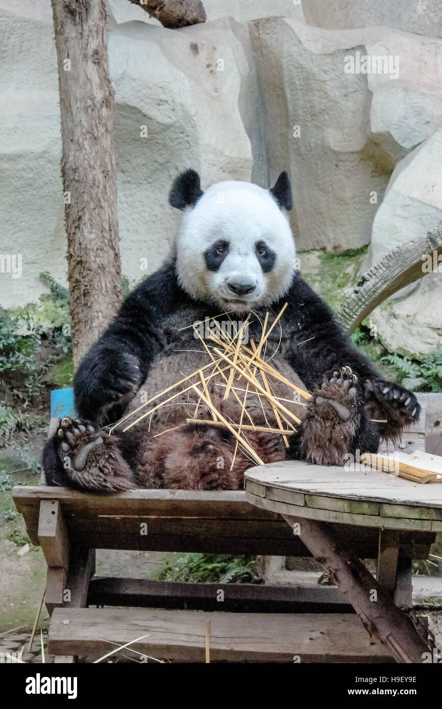 Giant panda zoo thailand hi-res stock photography and images - Alamy