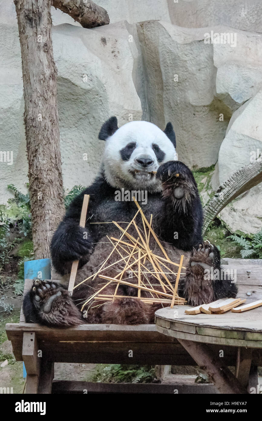 Giant Panda eating Stock Photo - Alamy