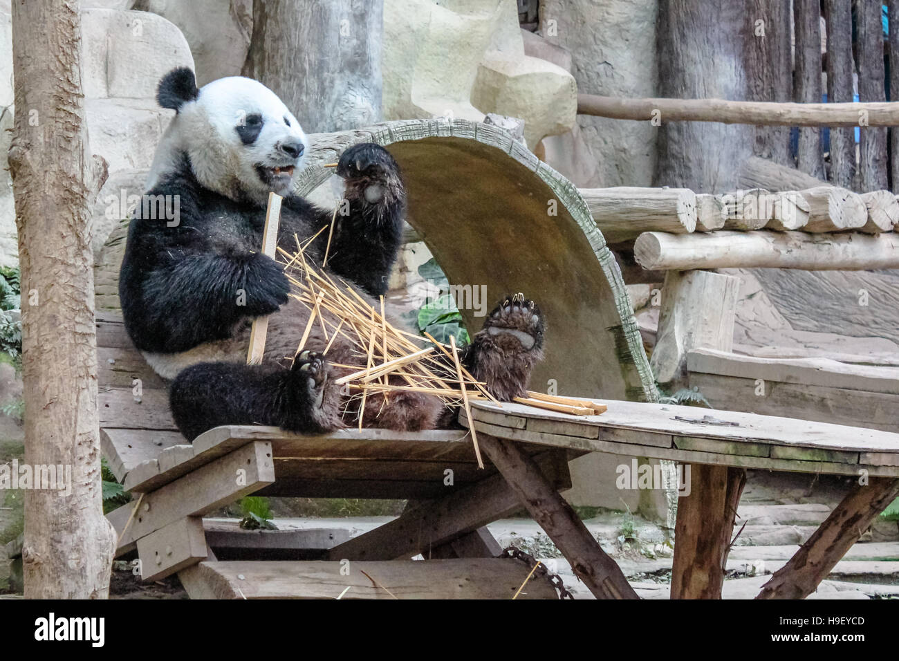 Giant Panda eating bamboo Stock Photo - Alamy