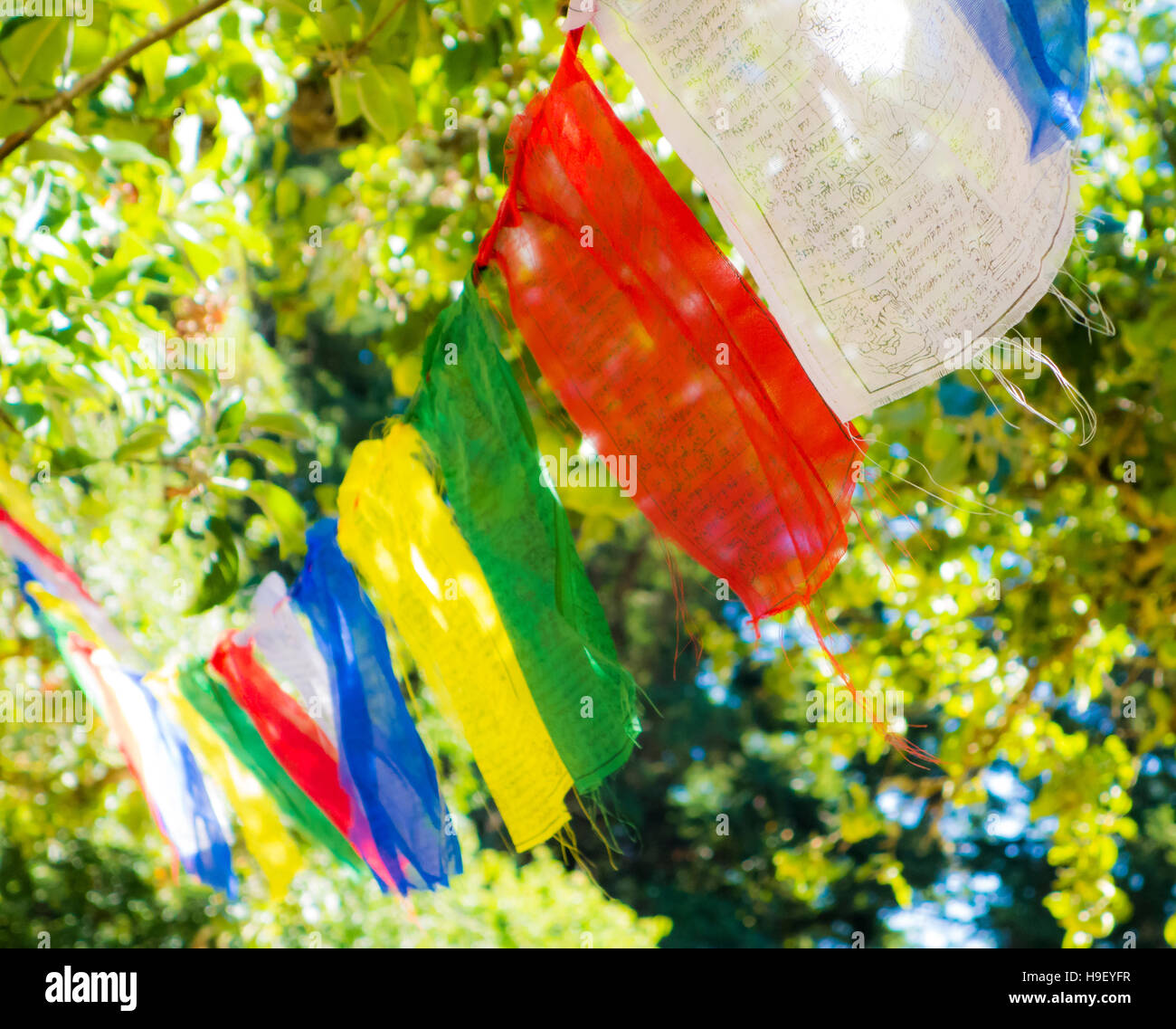 Prayer flags hanging in tree Stock Photo - Alamy