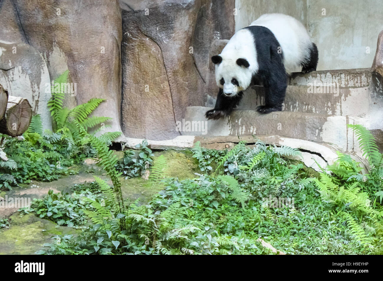 The Giant Panda Stock Photo - Alamy