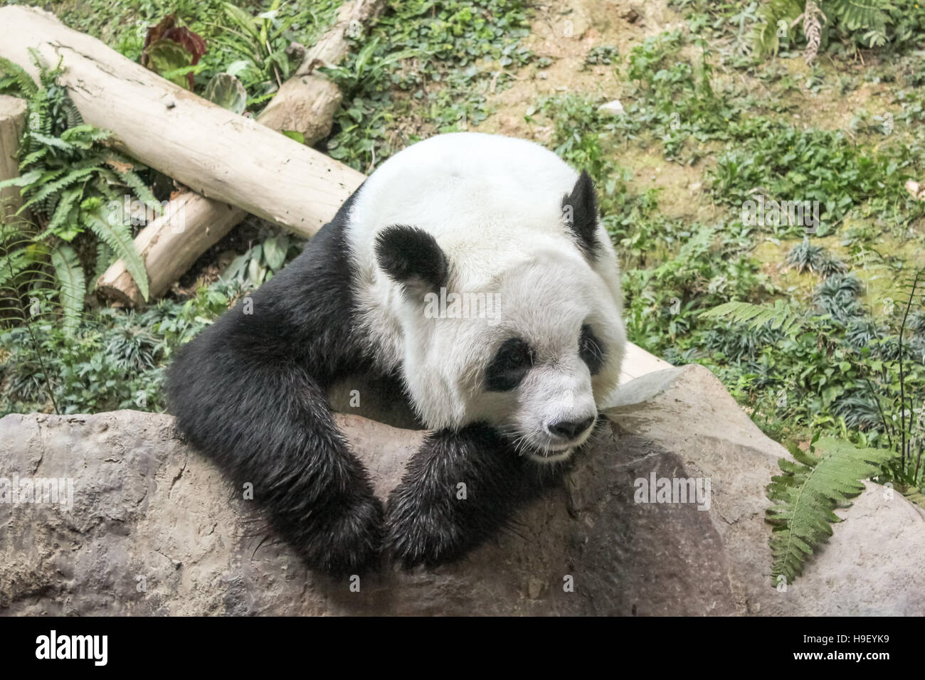 Cute Giant Panda Stock Photo - Alamy