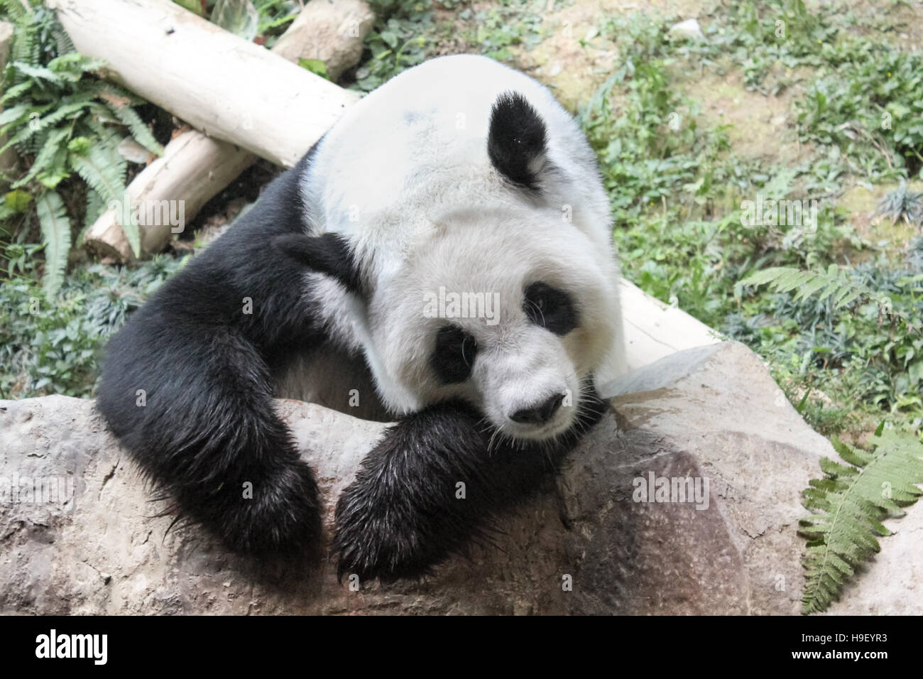 Giant Panda portrait Stock Photo - Alamy