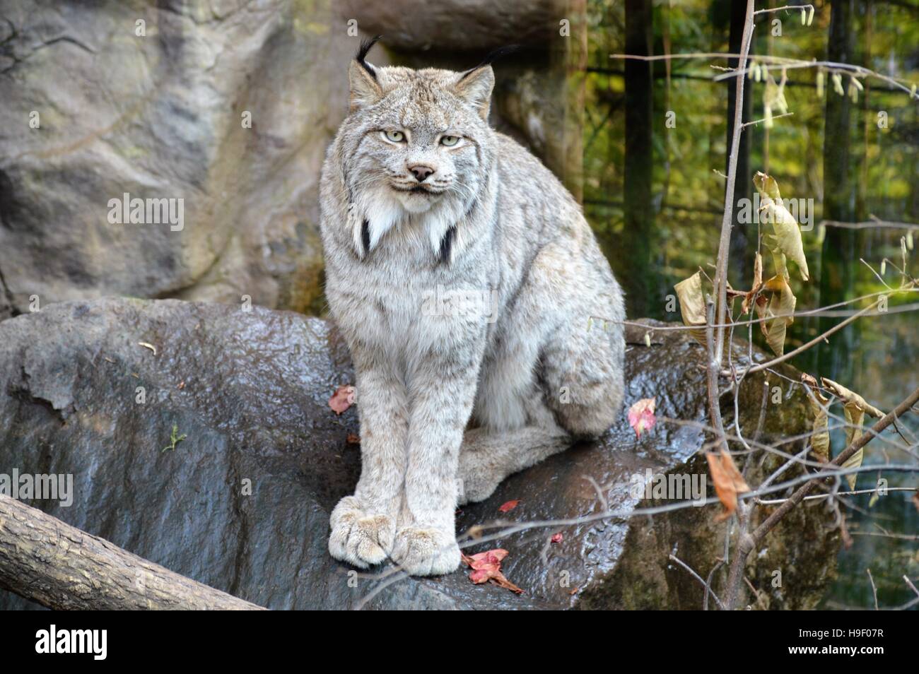 Lynx cave hi-res stock photography and images - Alamy