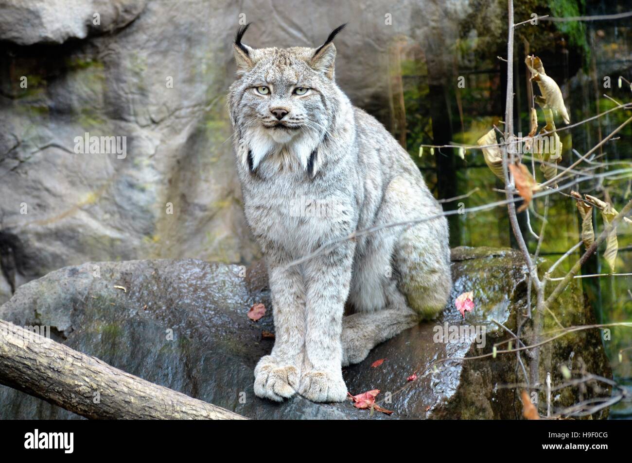 Lynx cave hi-res stock photography and images - Alamy
