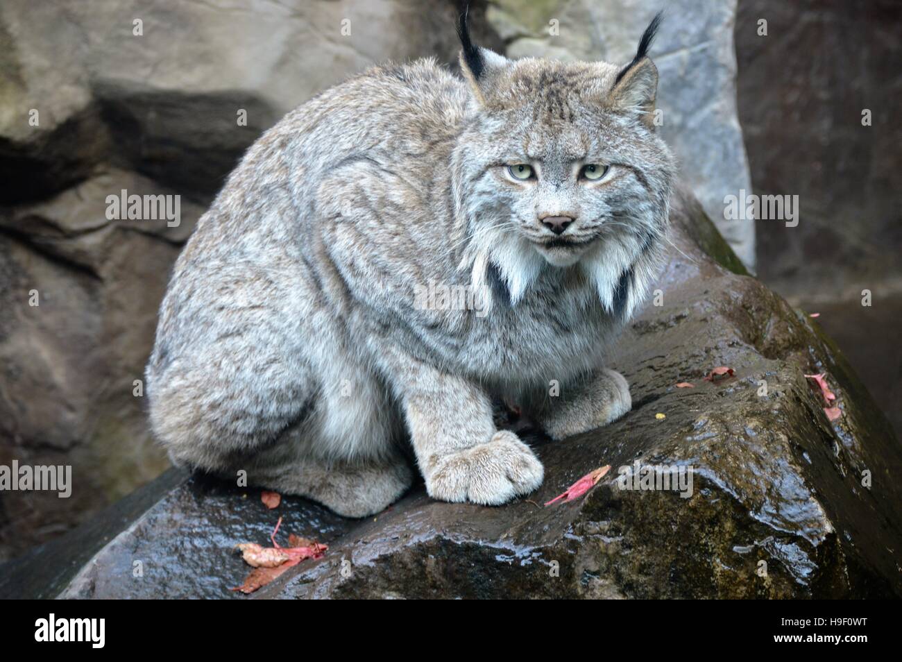 Adult lynx hi-res stock photography and images - Alamy