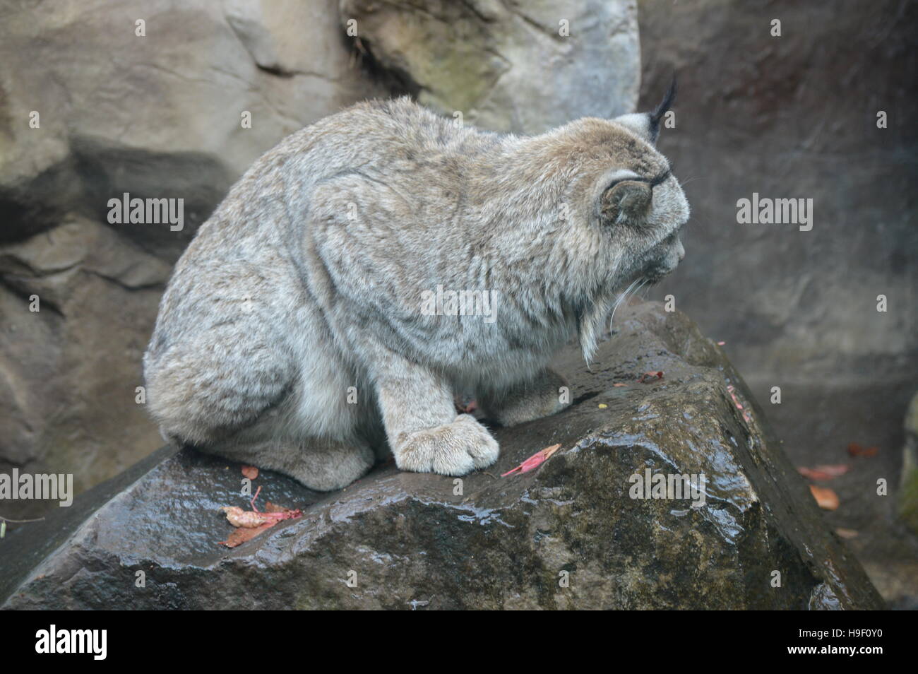Lynx cave hi-res stock photography and images - Alamy