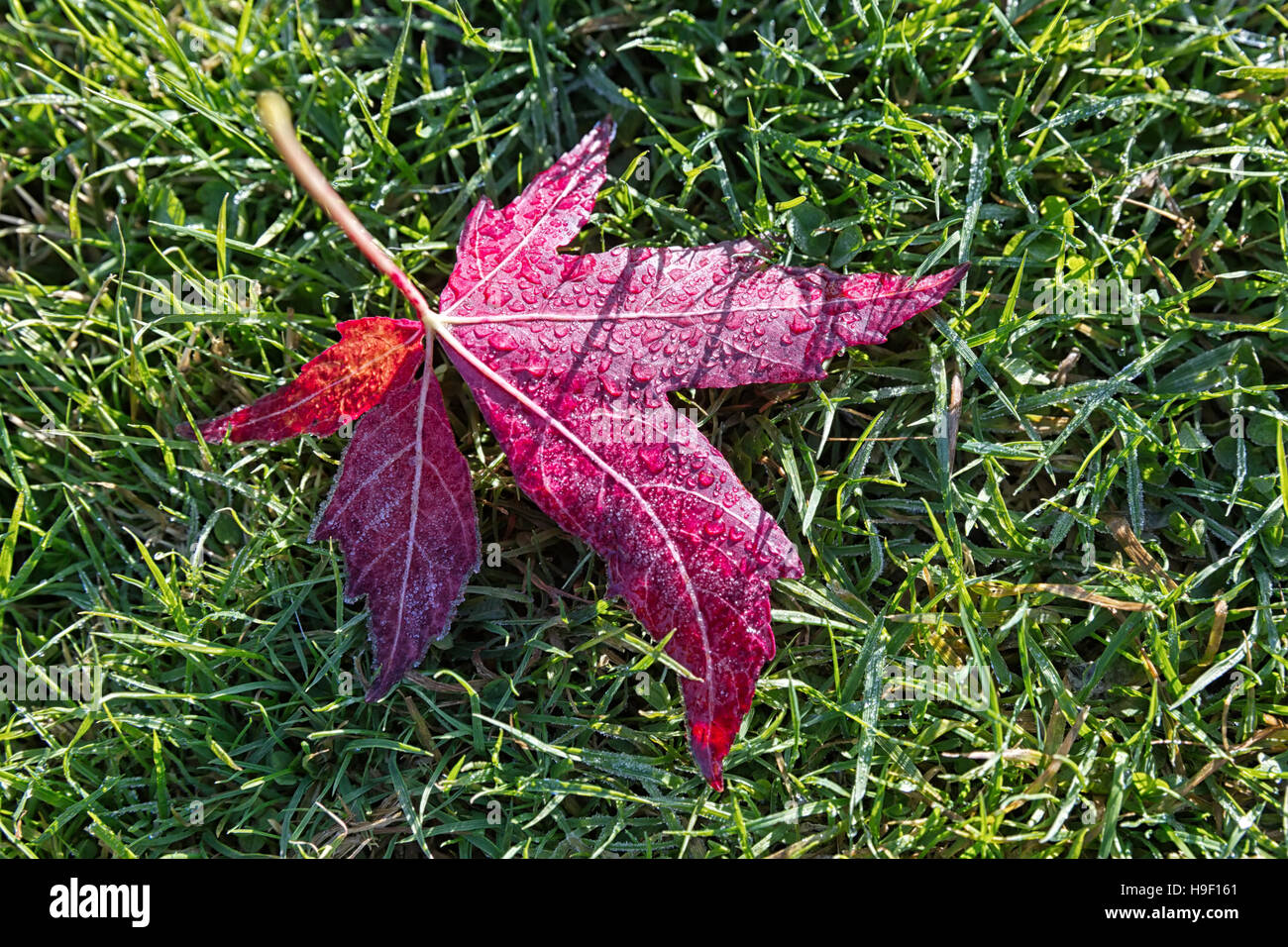 Red Autumn Leaf on a grass Background Stock Photo - Alamy