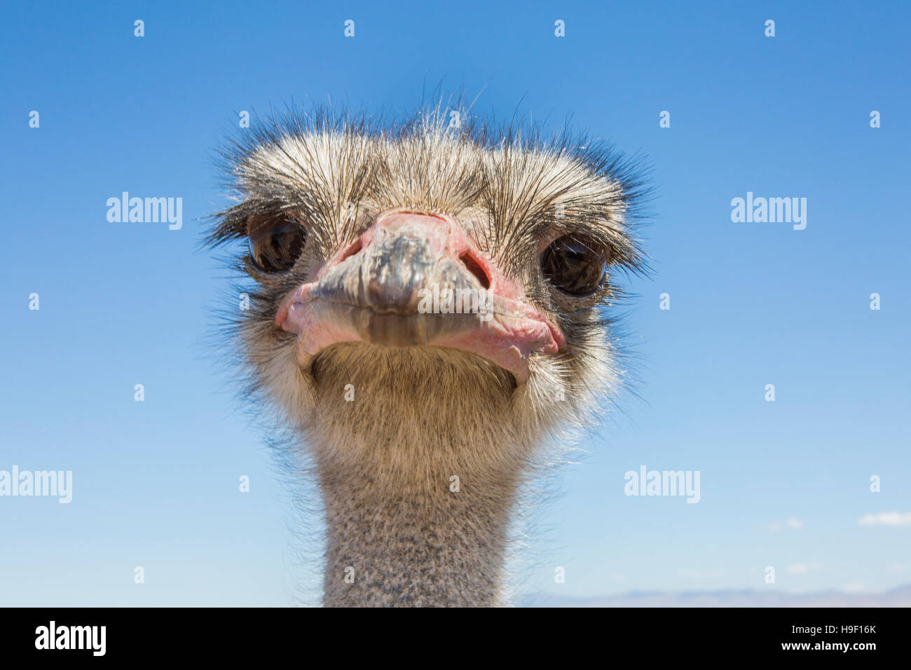 Portrait of ostrich Stock Photo - Alamy