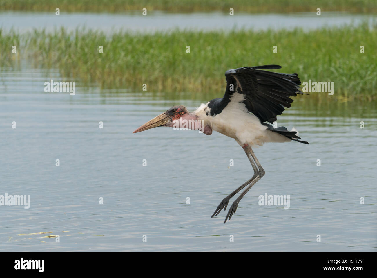 Marabou bird flight flying hi-res stock photography and images - Alamy