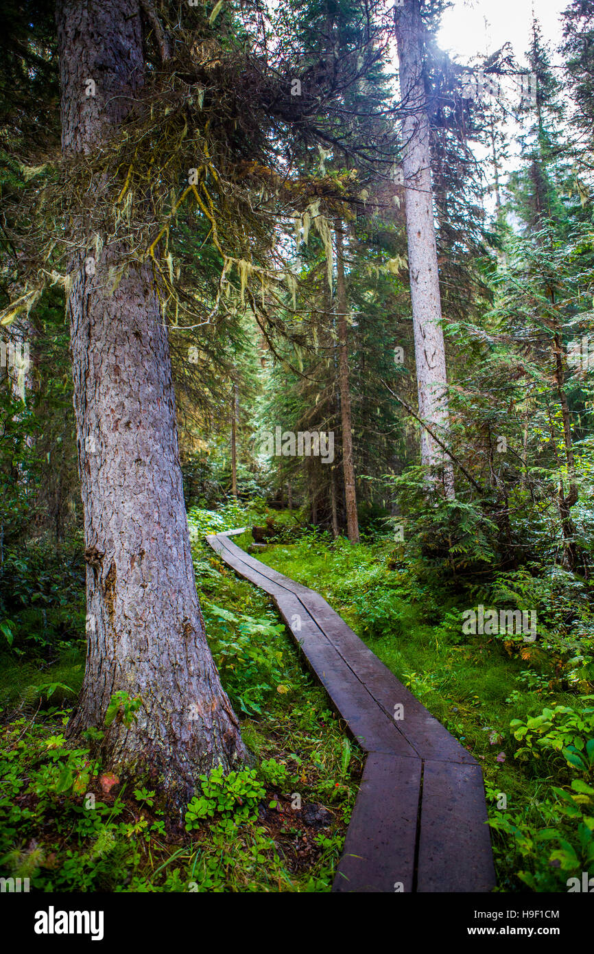 Wooden boardwalk trail in north hi-res stock photography and images - Alamy