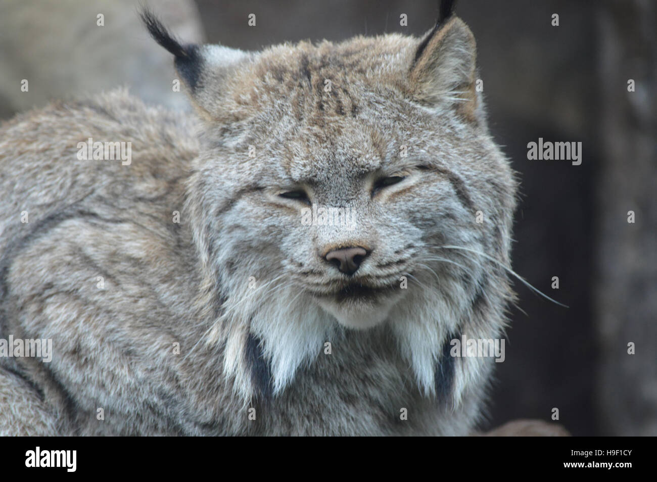 Lynx cave hi-res stock photography and images - Alamy