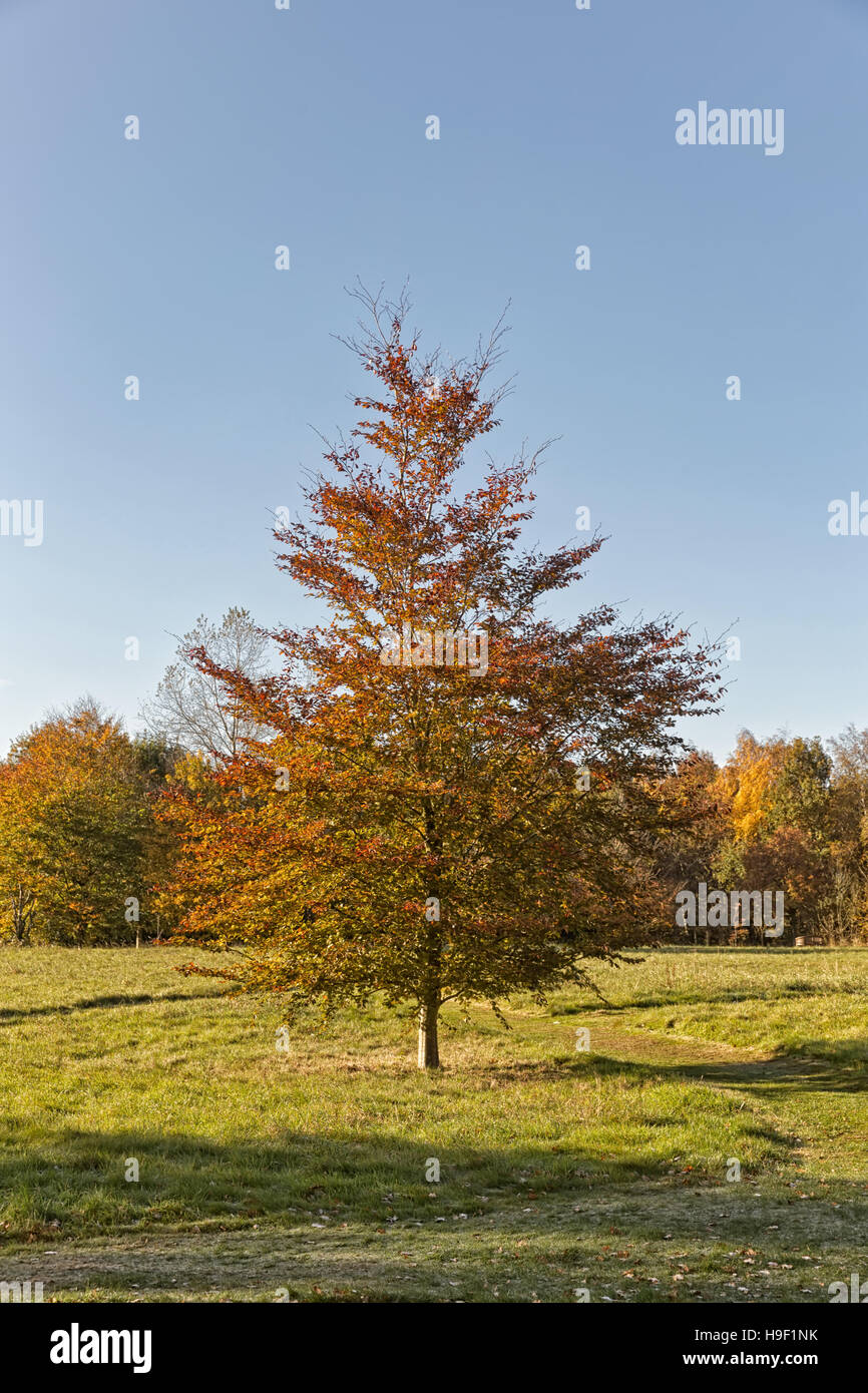 Red tree in an Autumn Landscape with red and orange leaves., with a ...