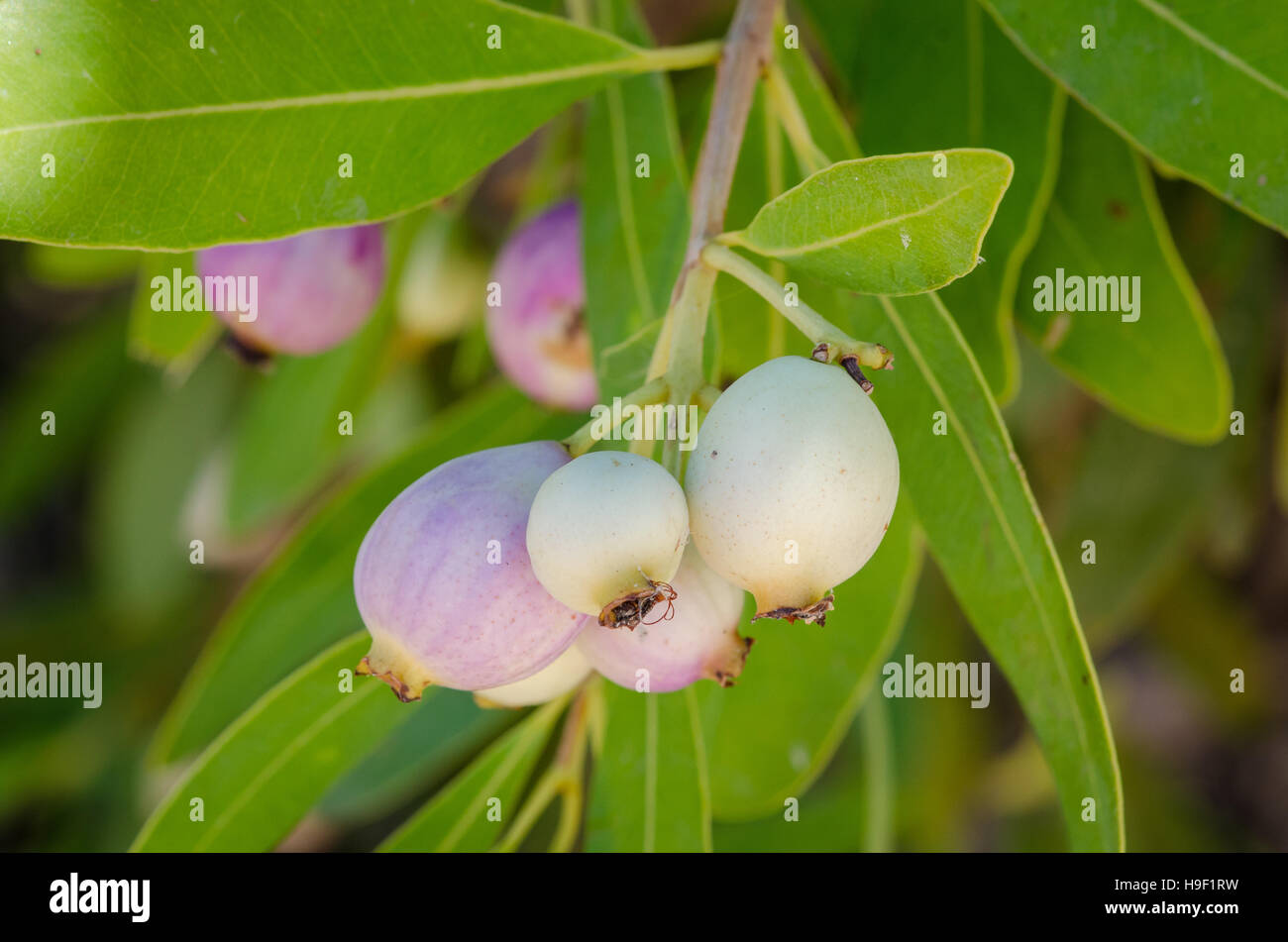 Namibia desert food hi-res stock photography and images - Alamy
