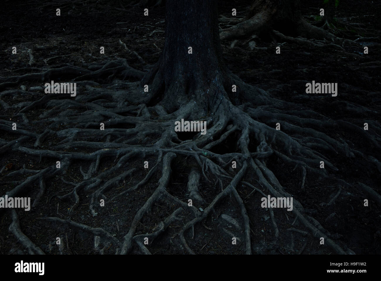 Gnarled roots of tree at night Stock Photo - Alamy