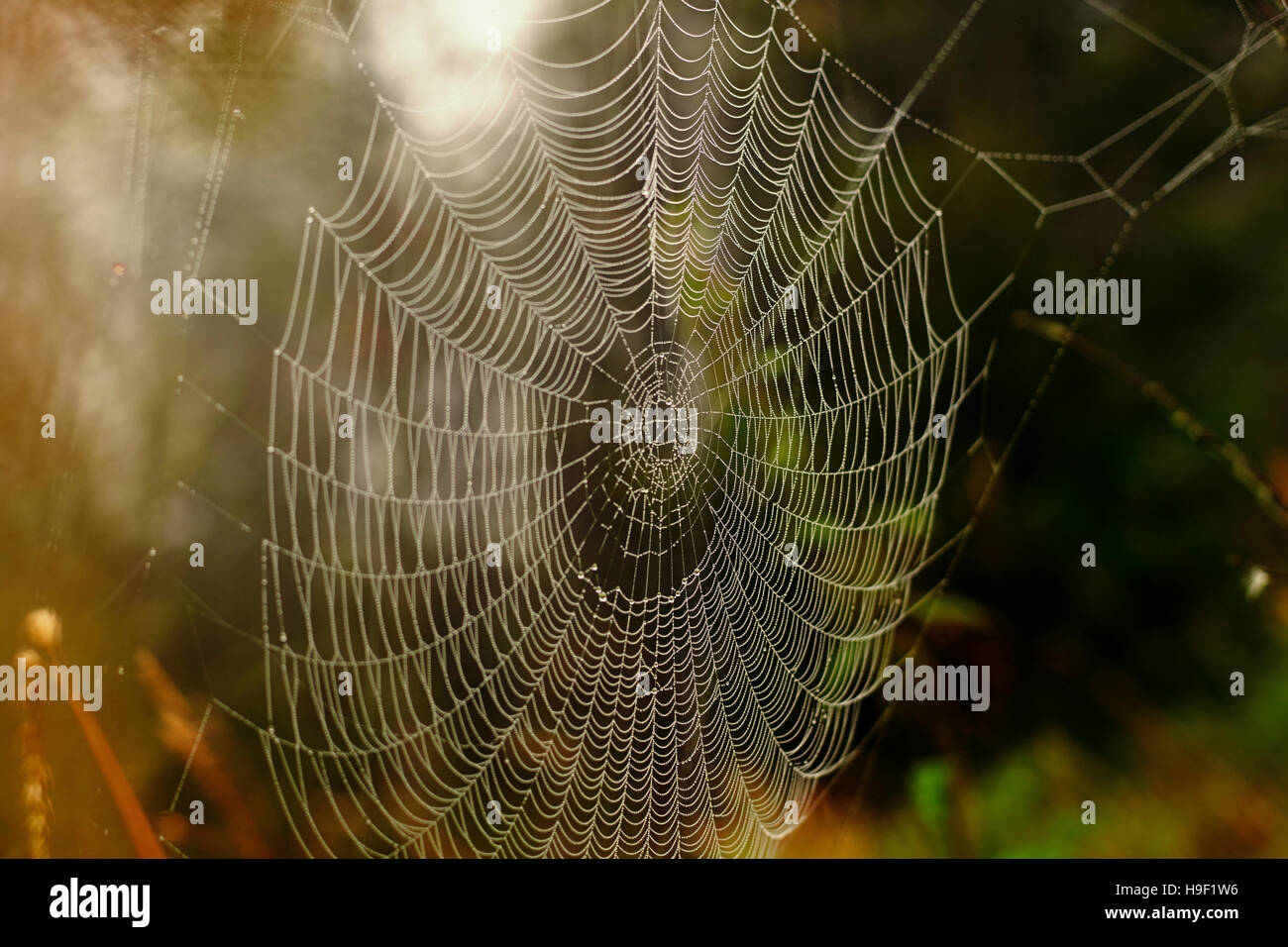 Russian spider hi-res stock photography and images - Alamy
