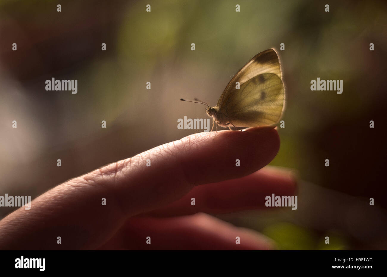 Moth standing on finger of Caucasian woman Stock Photo - Alamy
