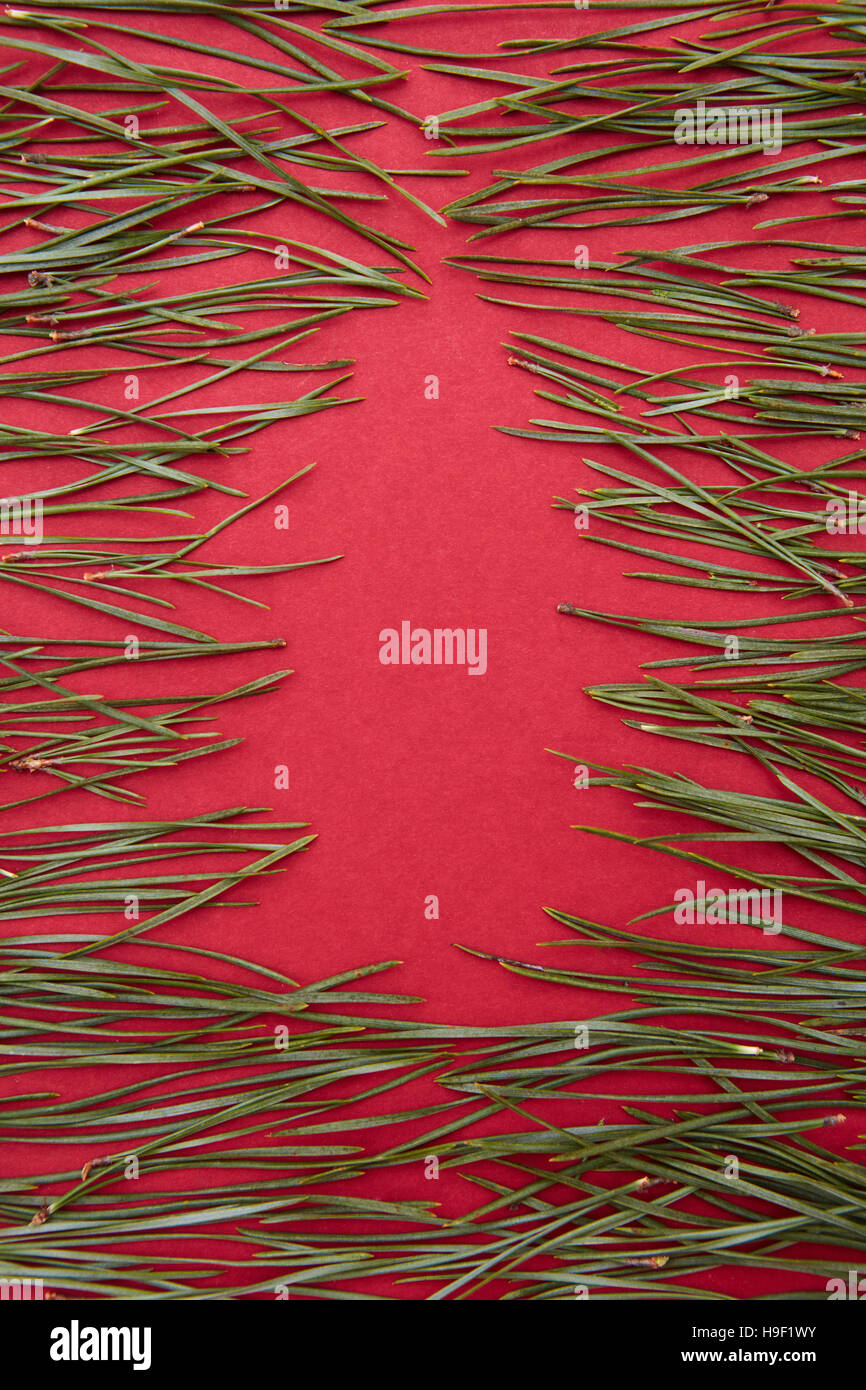 red background and pine needles in the form of a Christmas tree for ...