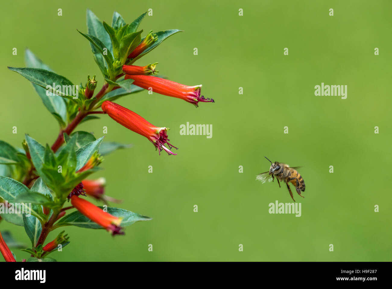 Mid air insect hi-res stock photography and images - Alamy