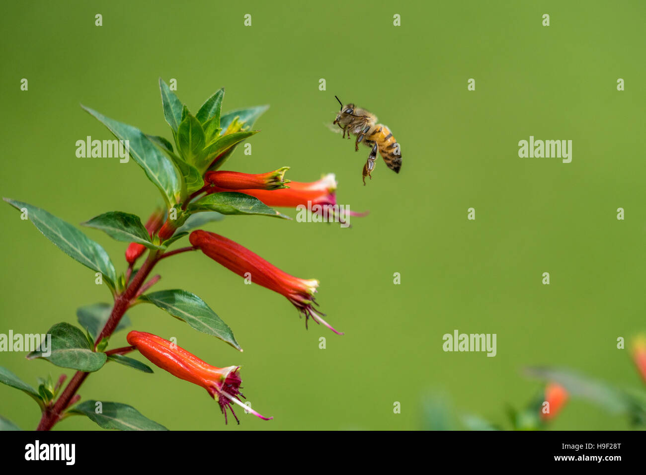 A bee flying in the air Stock Photo - Alamy