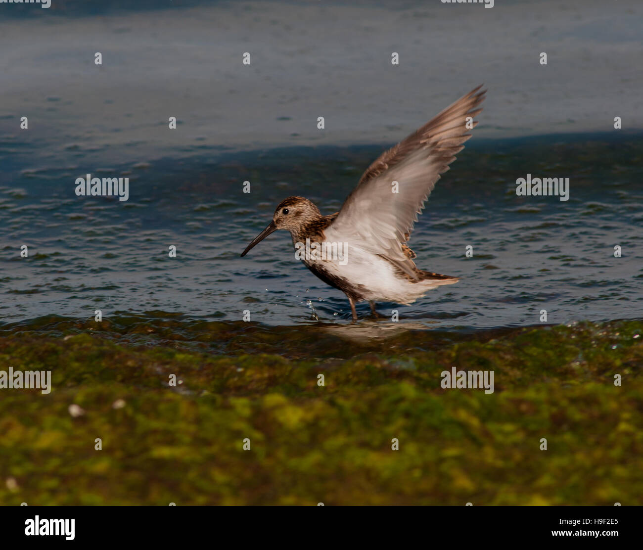 Photographed on vistula estuary hi-res stock photography and images - Alamy