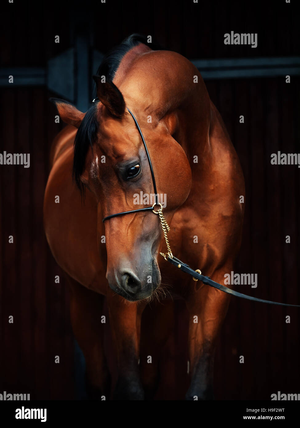 Arabian brown horse hi-res stock photography and images - Alamy