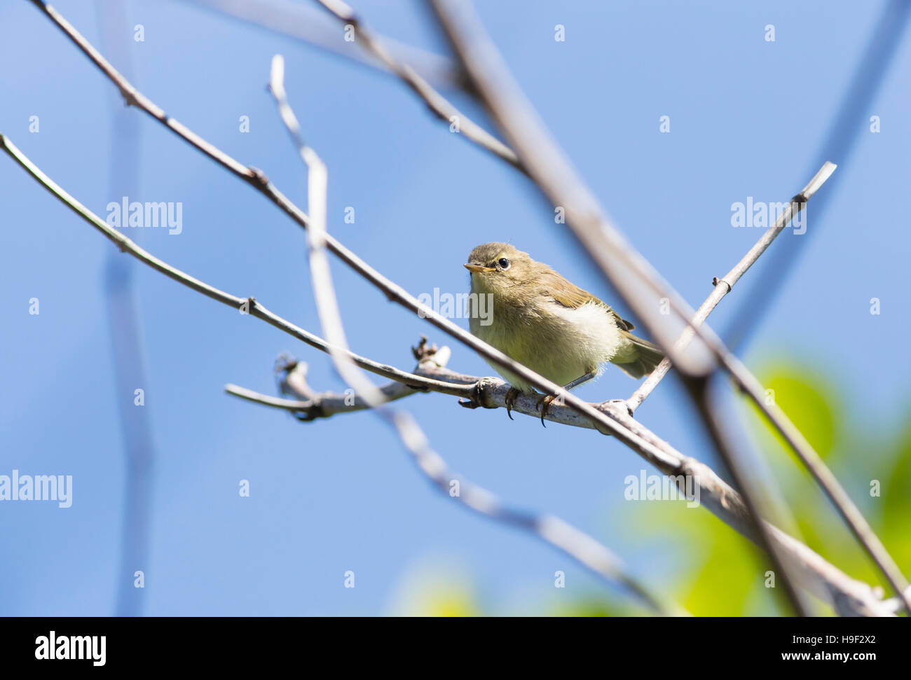 Fledgling uk chaffinch hi-res stock photography and images - Alamy