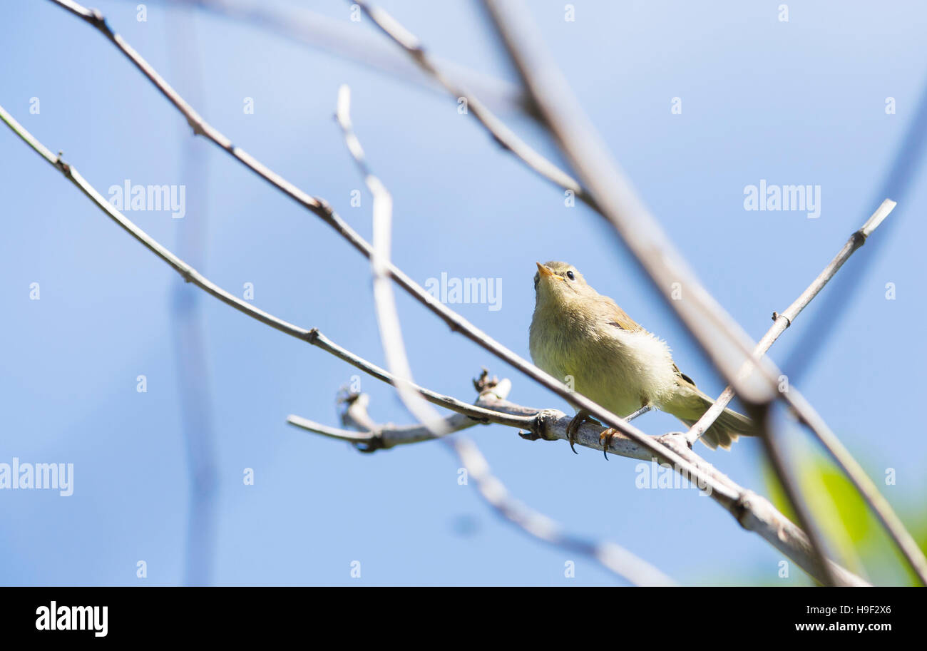 Fledgling uk chaffinch hi-res stock photography and images - Alamy