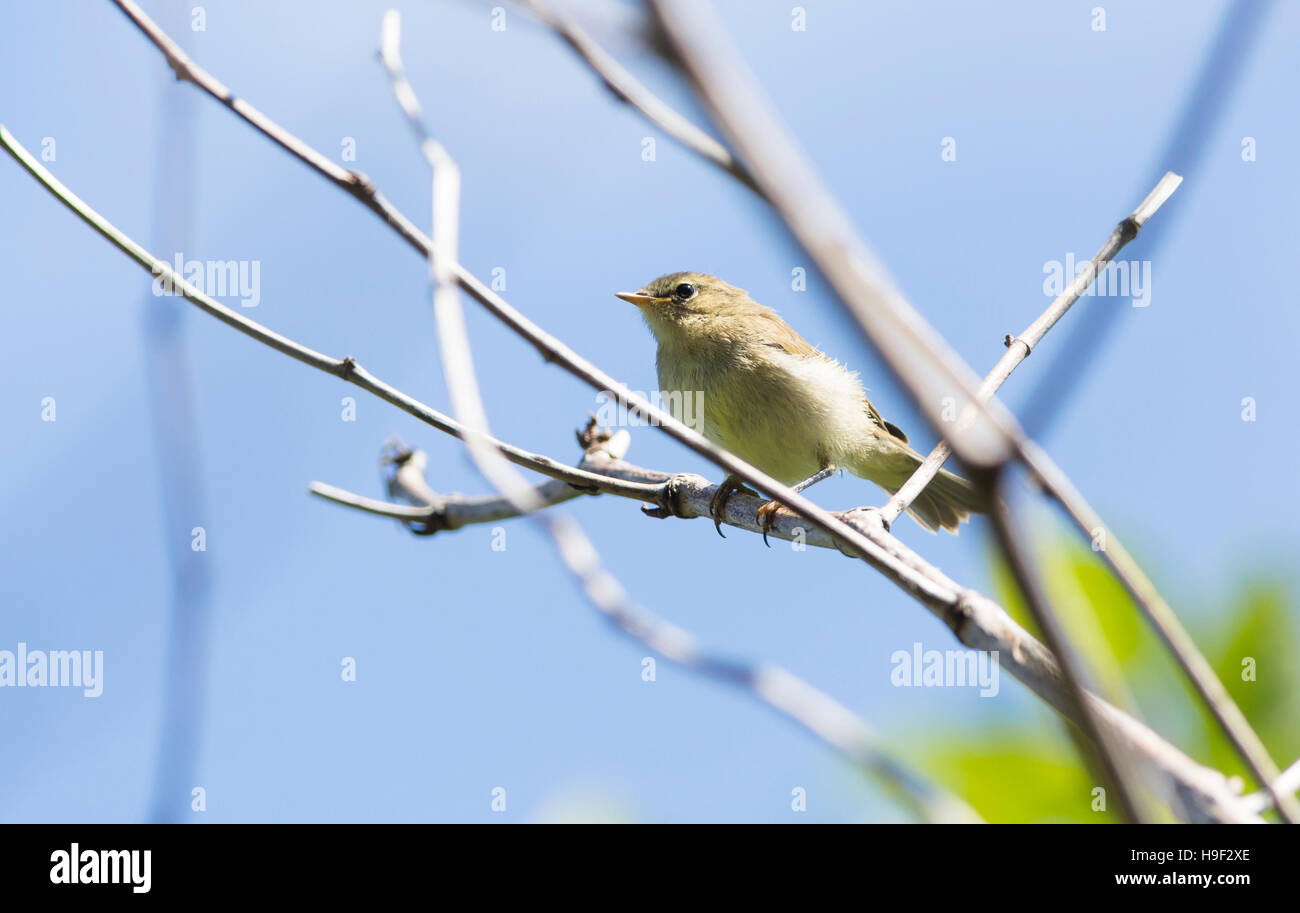 Fledgling uk chaffinch hi-res stock photography and images - Alamy