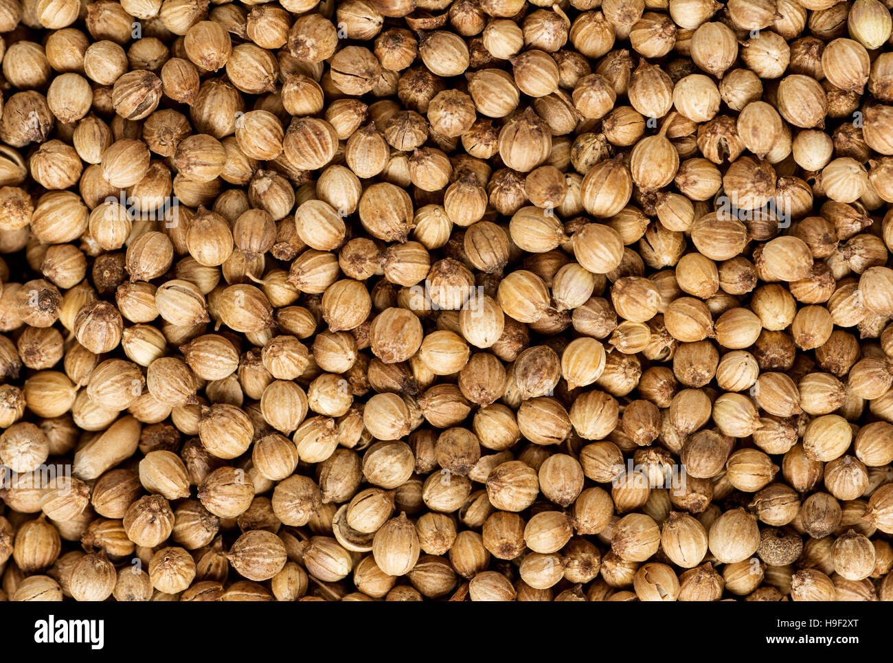Organic Dried coriander seeds Coriandrum sativum closeup background texture Stock Photo - Alamy