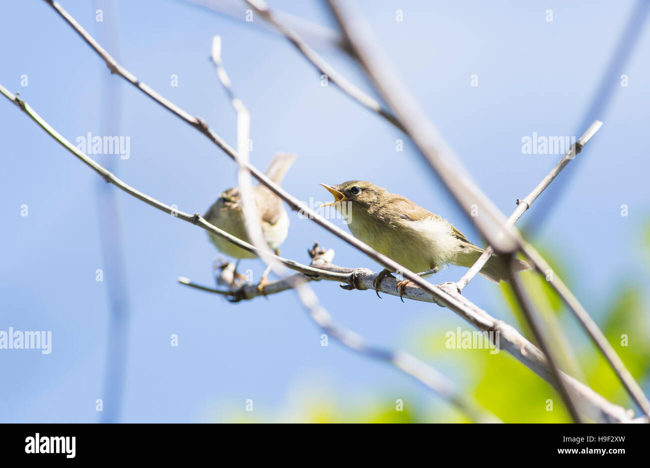 chaffinch fledgling calling to parent in background Stock Photo - Alamy