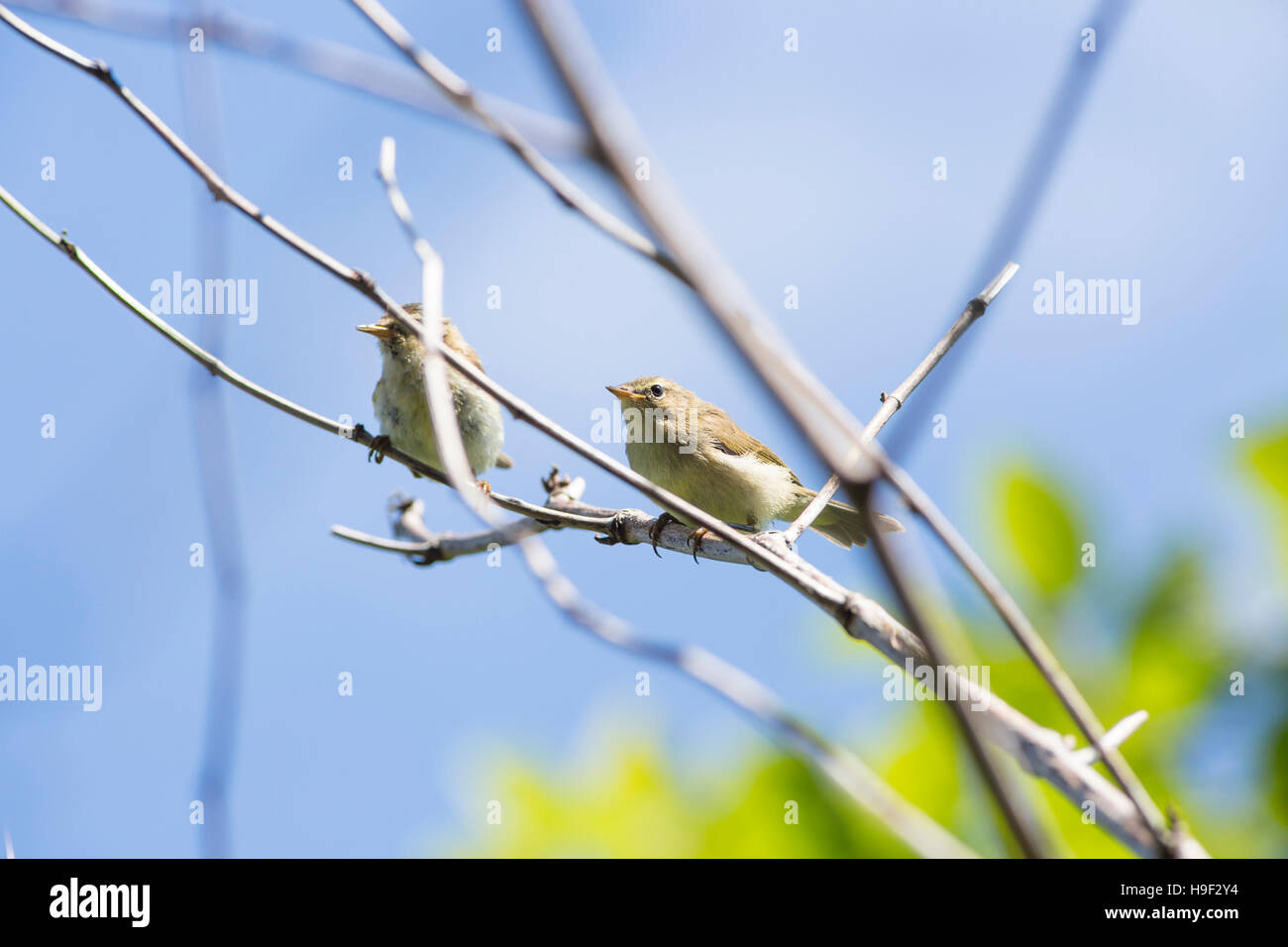 chaffinch fledgling with parent in background Stock Photo - Alamy