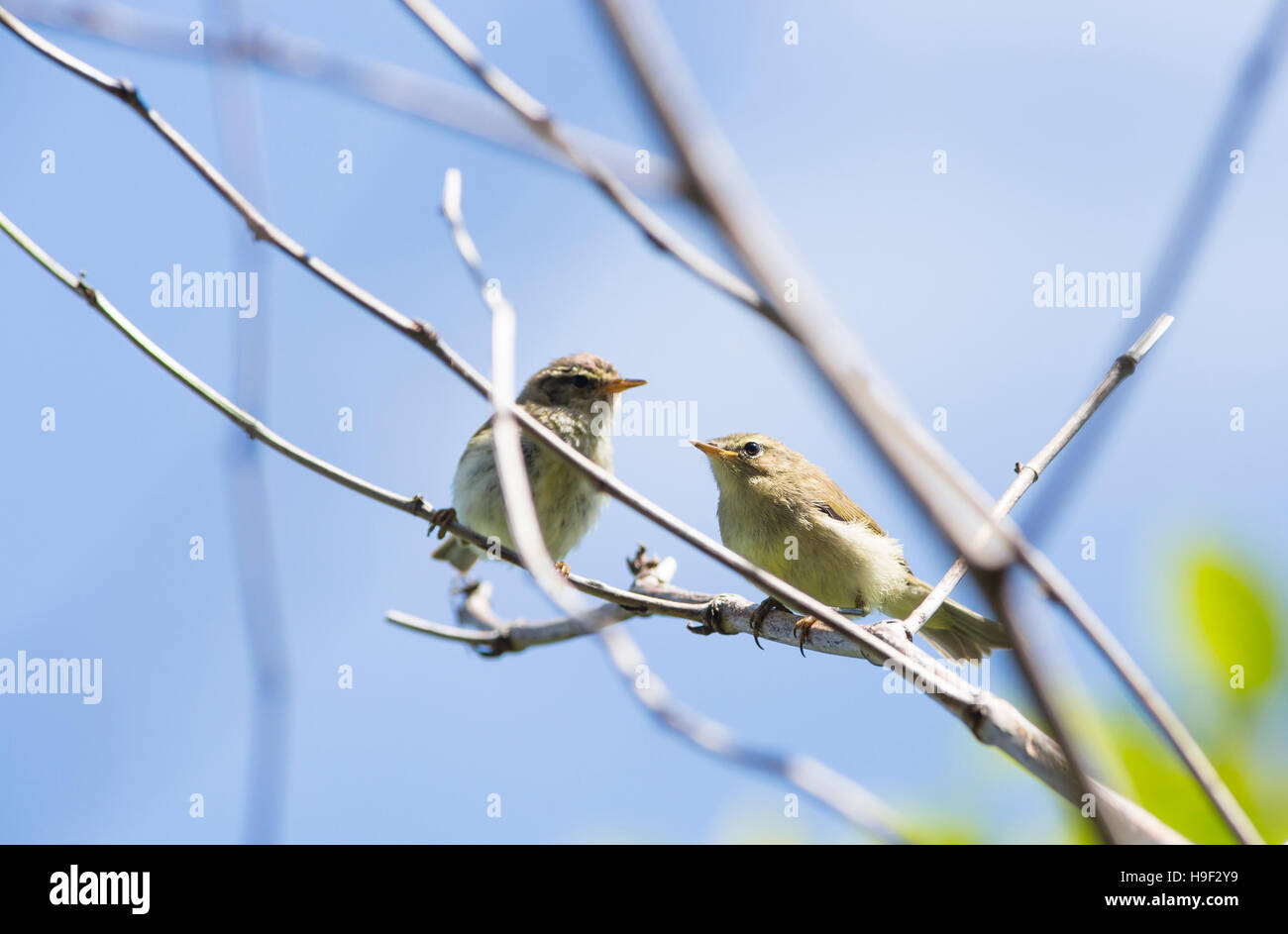 chaffinch fledgling with parent in background Stock Photo - Alamy