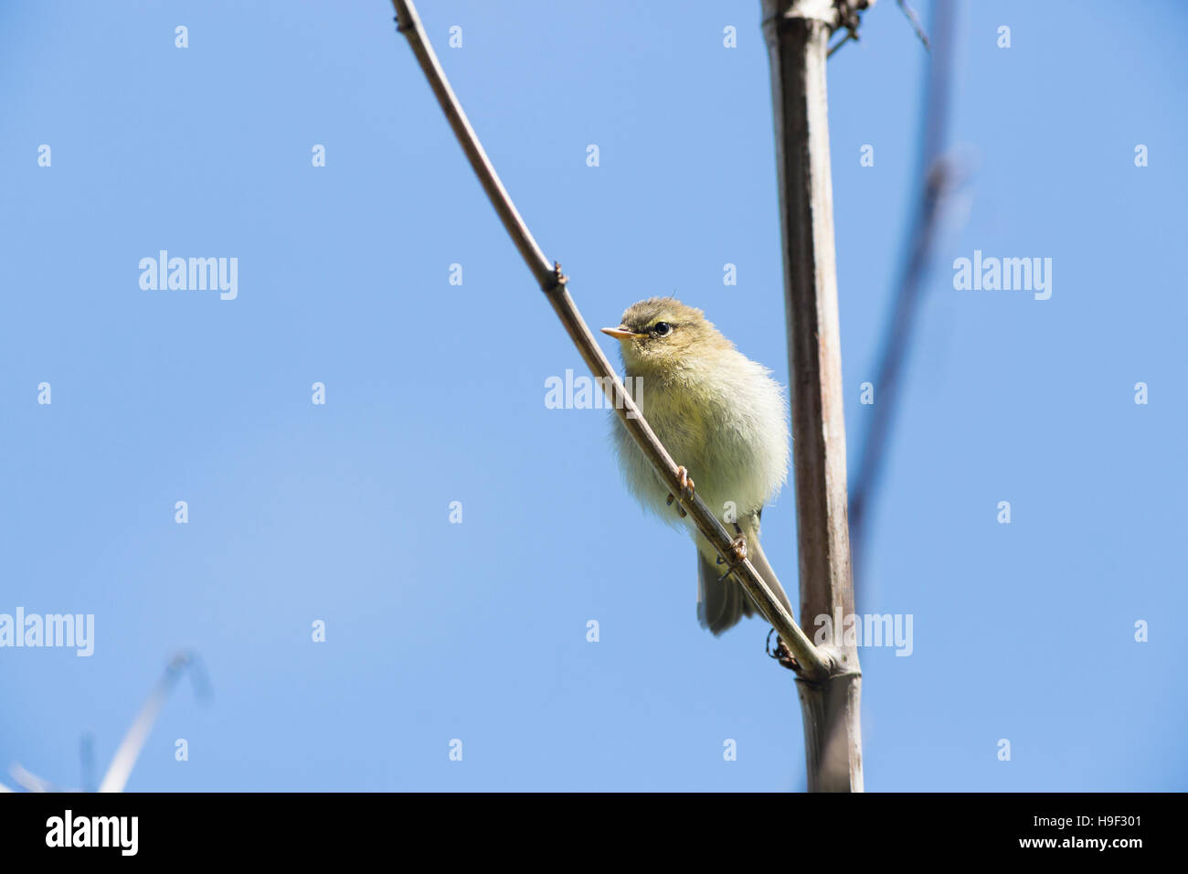 Fledgling uk chaffinch hi-res stock photography and images - Alamy