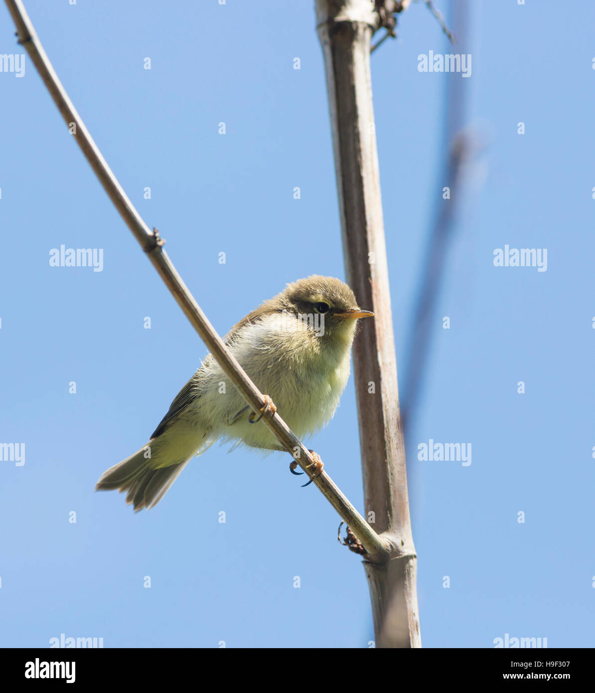 Fledgling uk chaffinch hi-res stock photography and images - Alamy